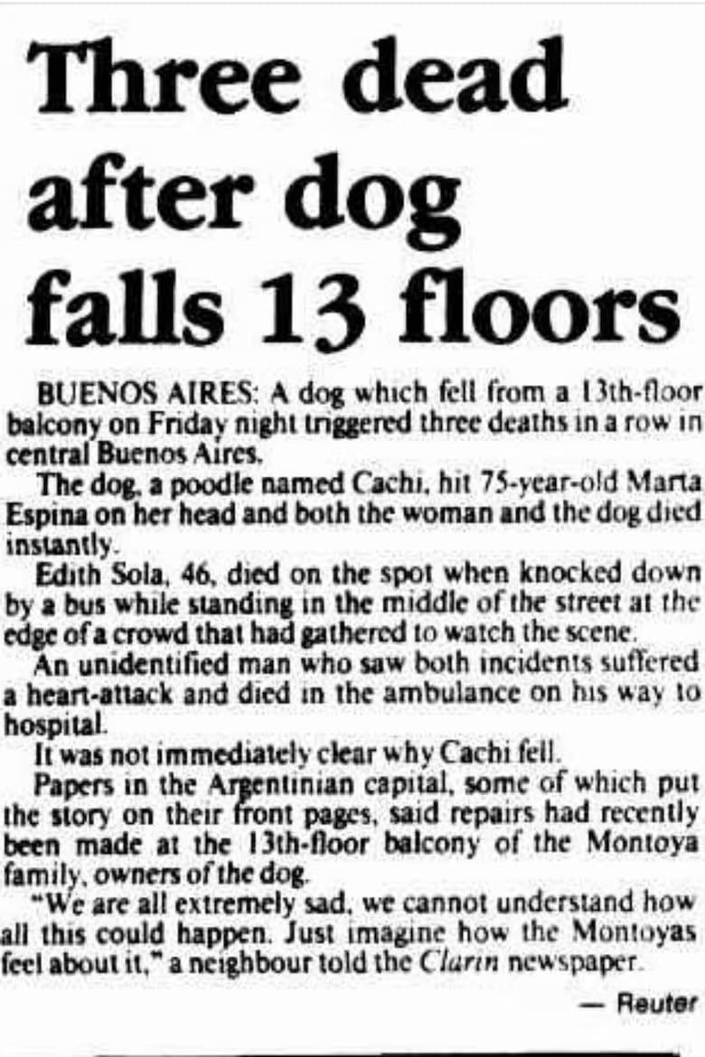 Se cumplen 35 años del trágico final de Cachi: el perro que cayó del ...