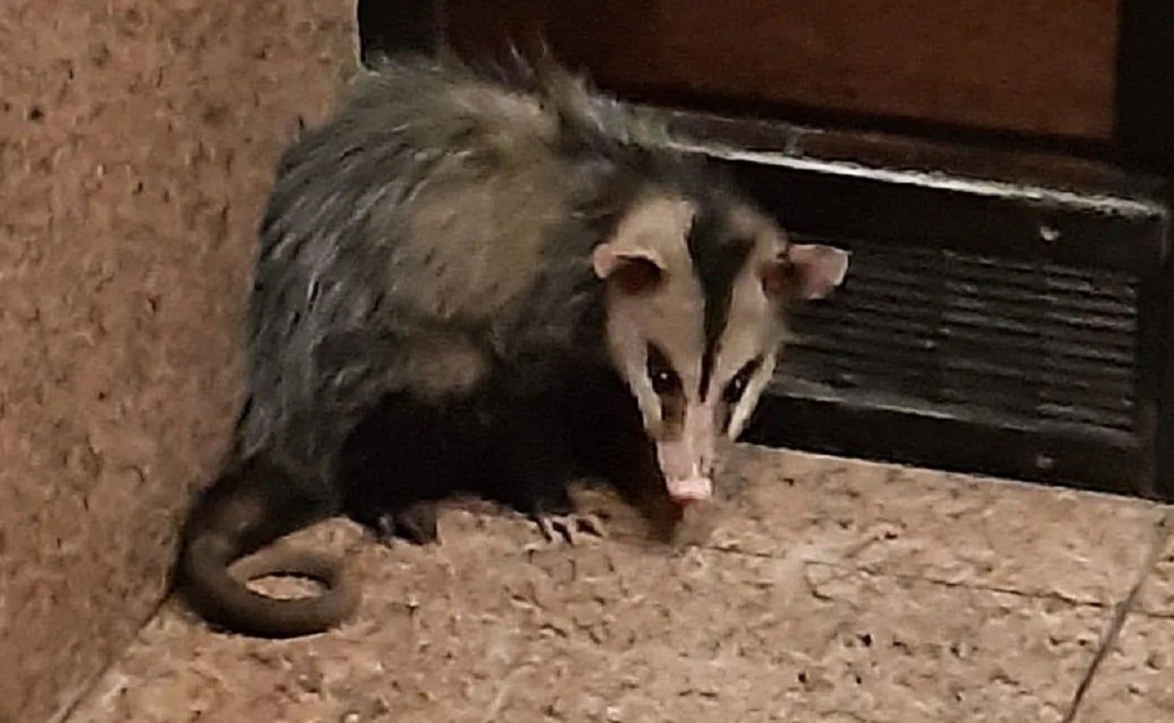Qué tipo de animal es una zarigüeya y la verdad sobre si son peligrosas ...