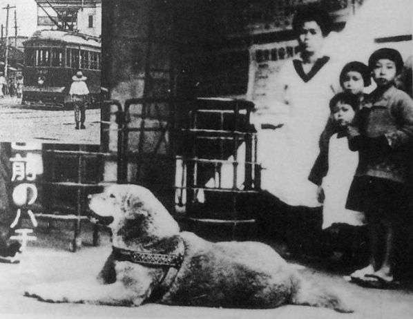 Las fotos reales de Hachiko, el perro que esperó más de 9 años el regreso de su amo muerto