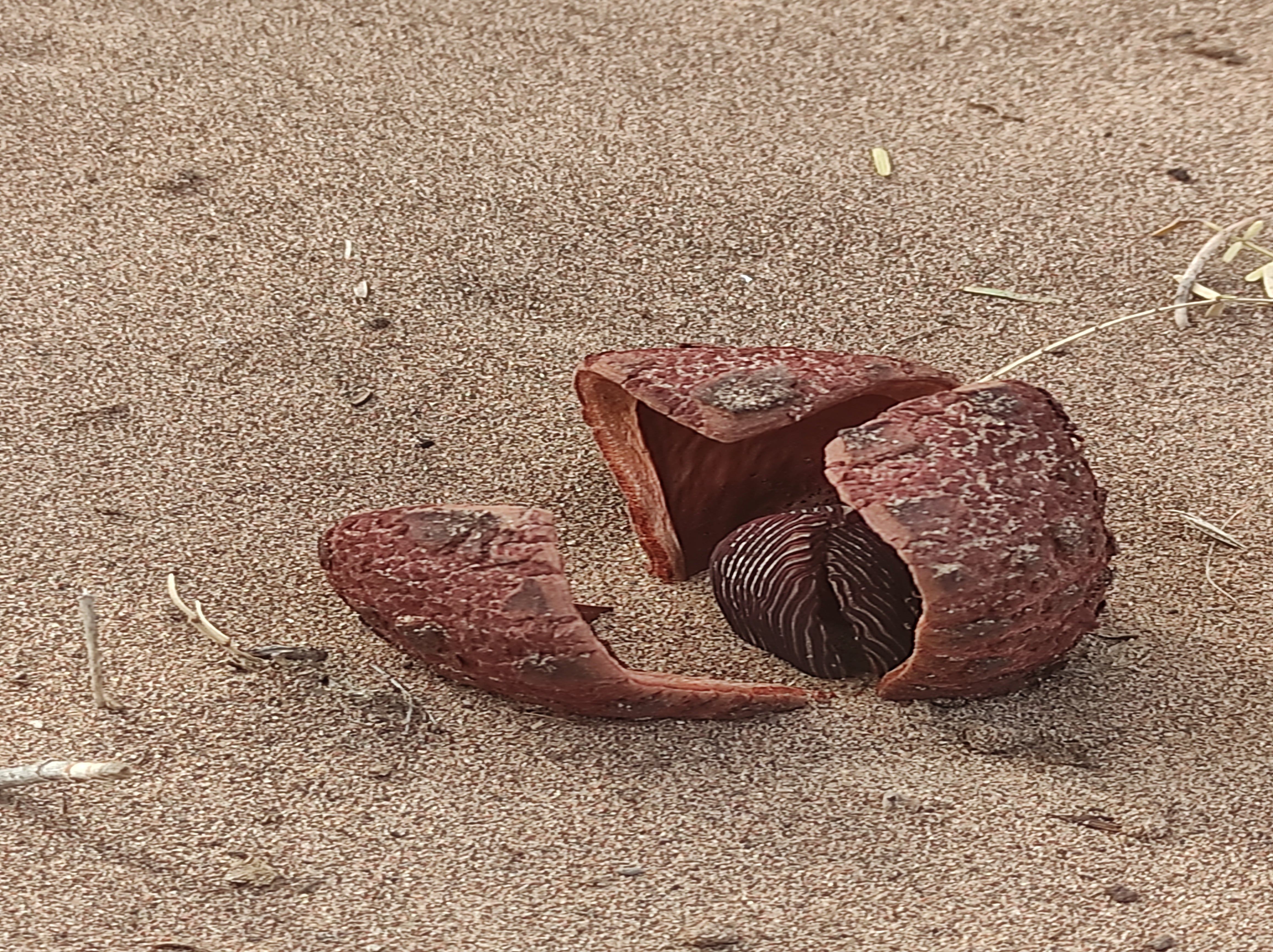 Plantas parásitas habitando en suelo mendocino