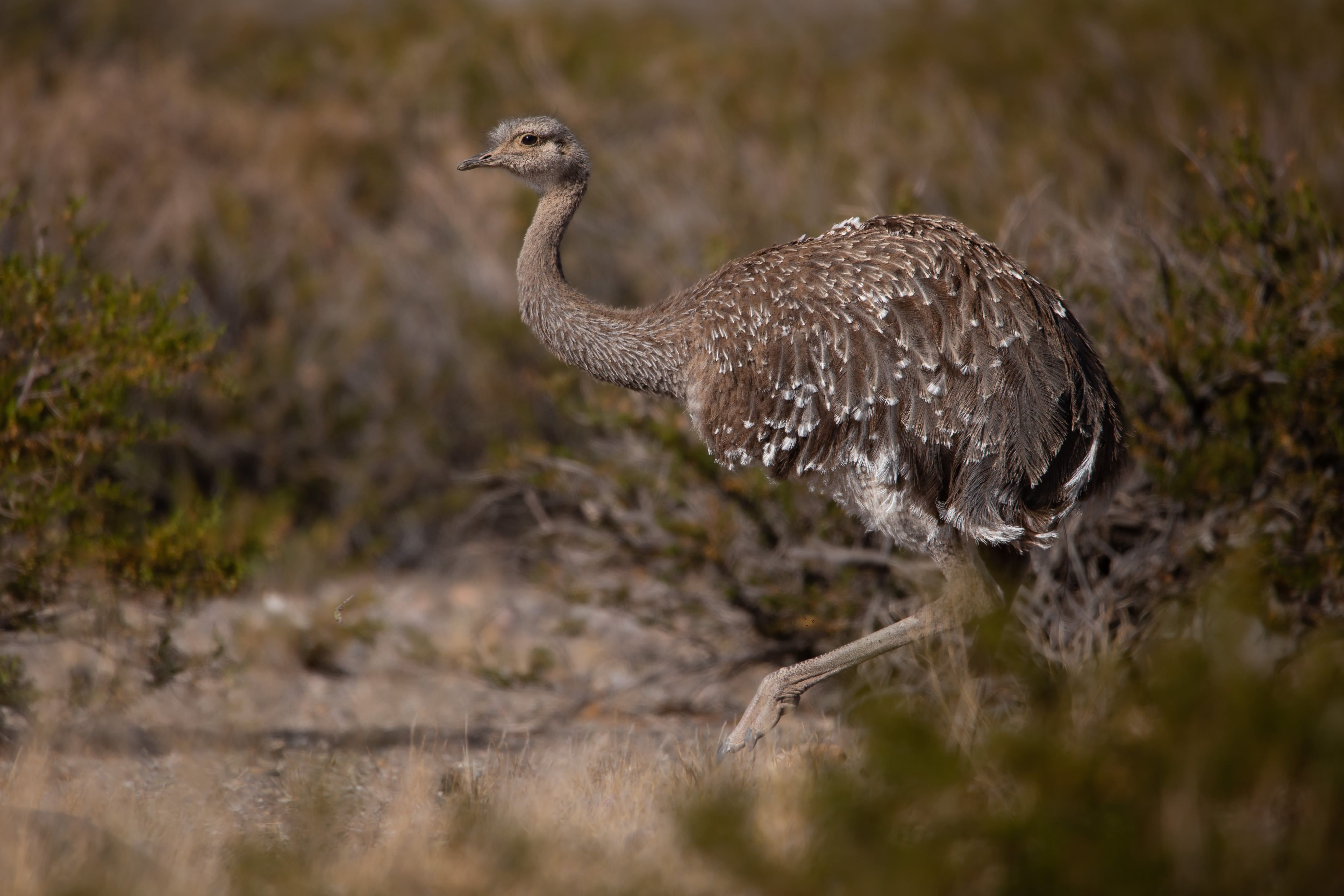 Día Mundial del Medio Ambiente: 50 fotos nunca antes vistas de la fauna ...