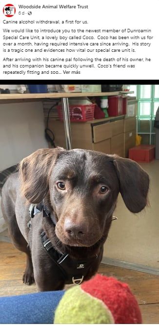 La increíble historia de Coco, el primer perro alcohólico en ser ...