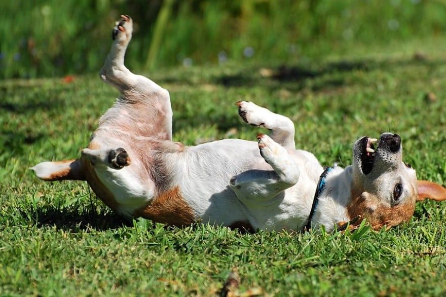 Qué hacer si un perro sufre una convulsión: el tip de los especialistas