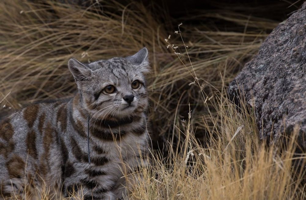 Volvieron a fotografiar al “Fantasma de los Andes”, el felino silvestre ... Volvieron a fotografiar al “Fantasma de los Andes”, el felino silvestre ...