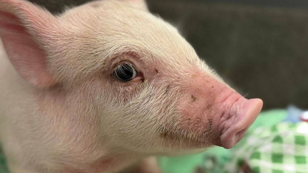 La increíble historia de Peppa, una cerdita que saltó de un camión ...