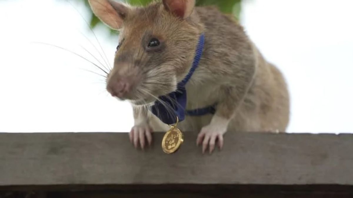Científicos descubrieron que las ratas gigantes africanas tienen un ...
