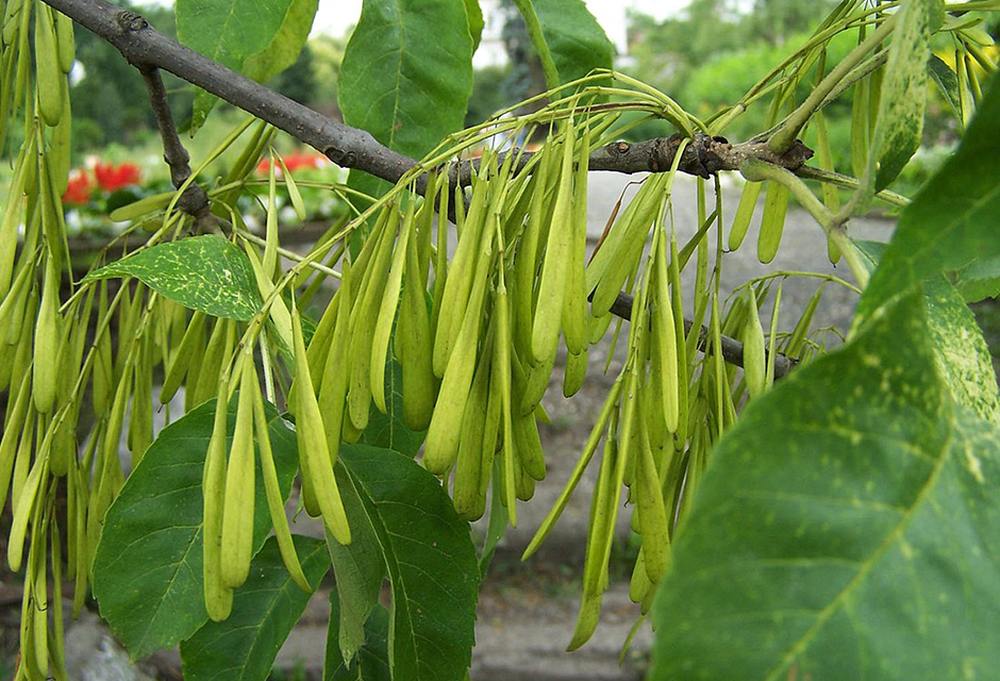 El árbol que crece rápido, resiste a todas las tormentas y no necesita ...