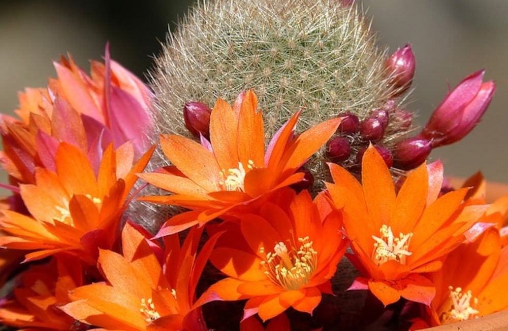Increíble descubrimiento: este ingrediente de casa hace que los cactus ...