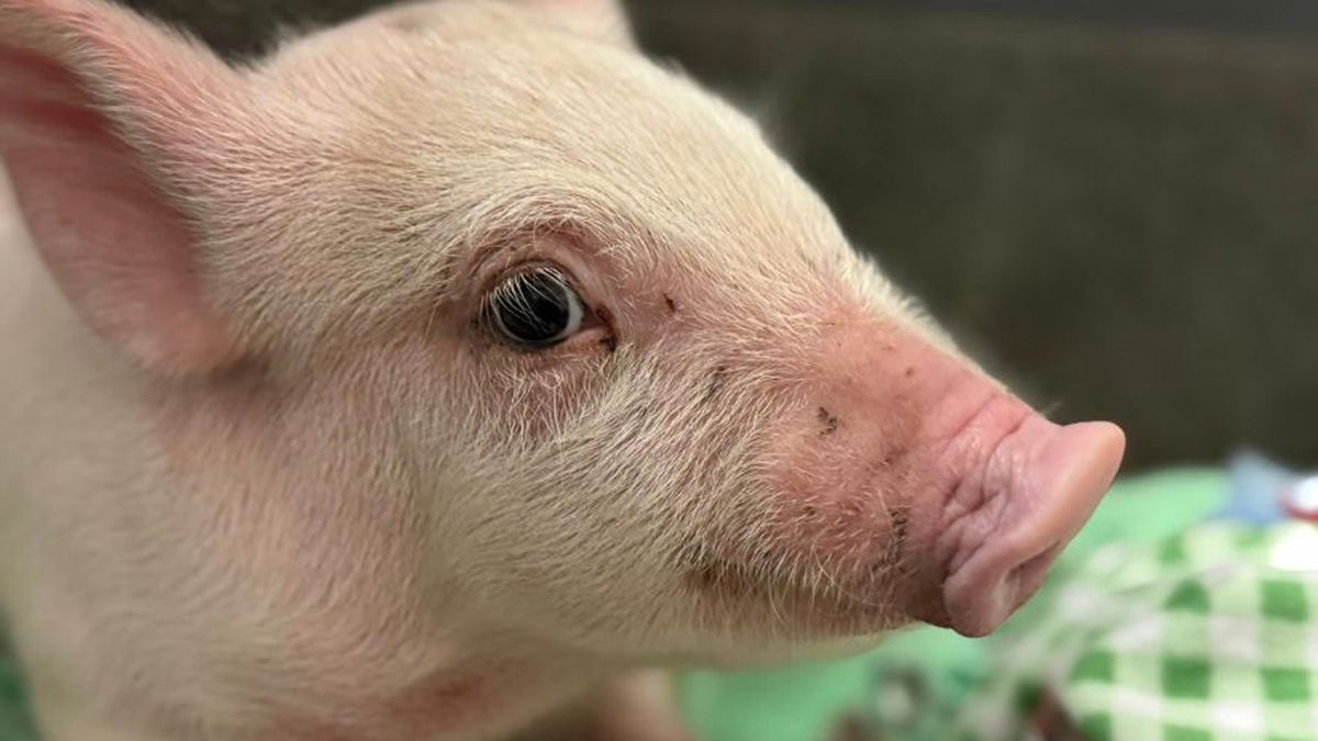 La increíble historia de Peppa, una cerdita que saltó de un camión ...
