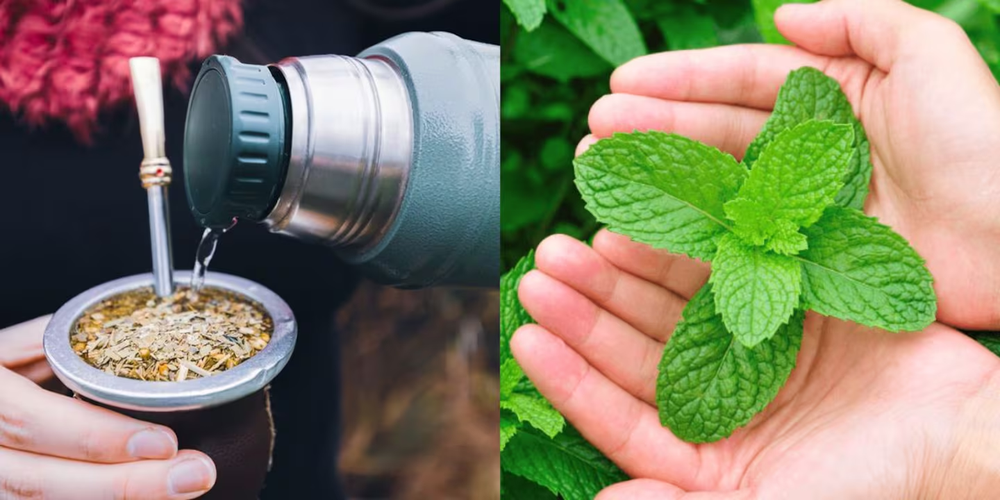 ¿Con o sin menta?: el verdadero efecto de este yuyo en el mate