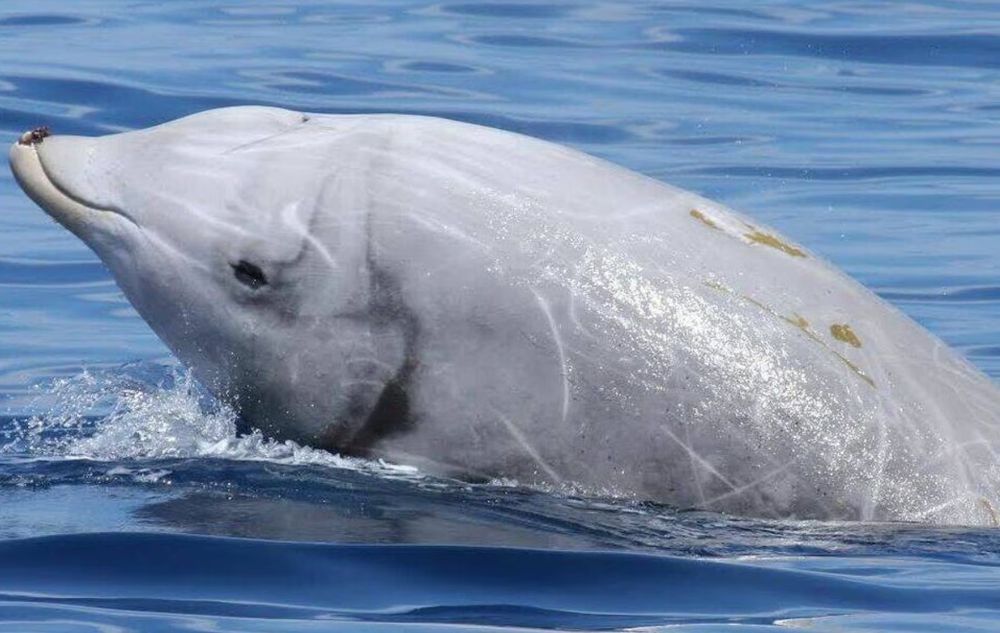 Cómo es el zifio, el animal poco conocido que apareció en la playa de ...