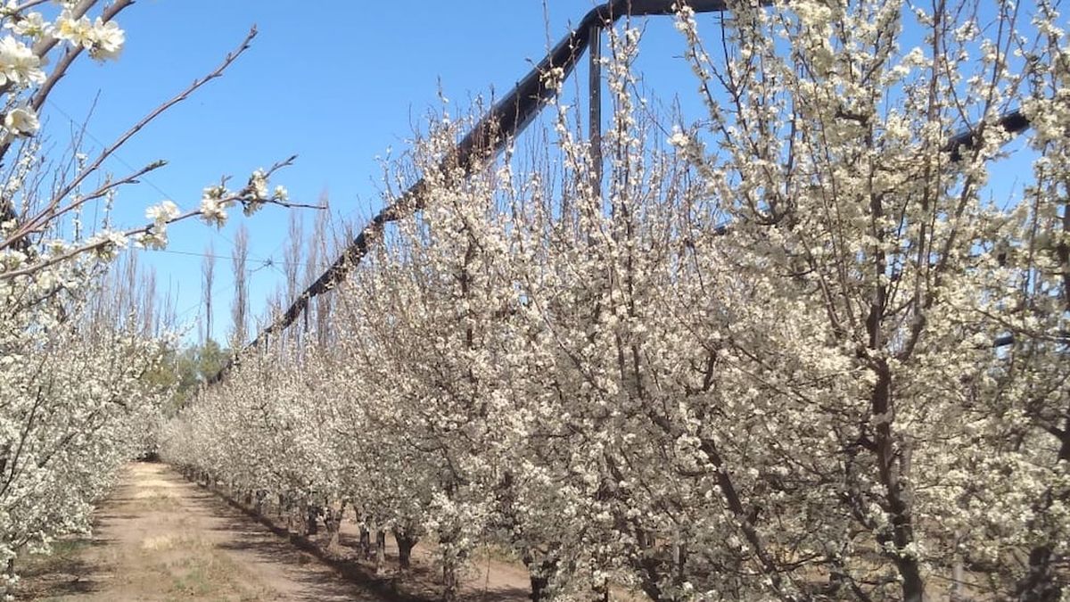 Con la llegada de la primavera, los almendros muestran problemas de cuaje