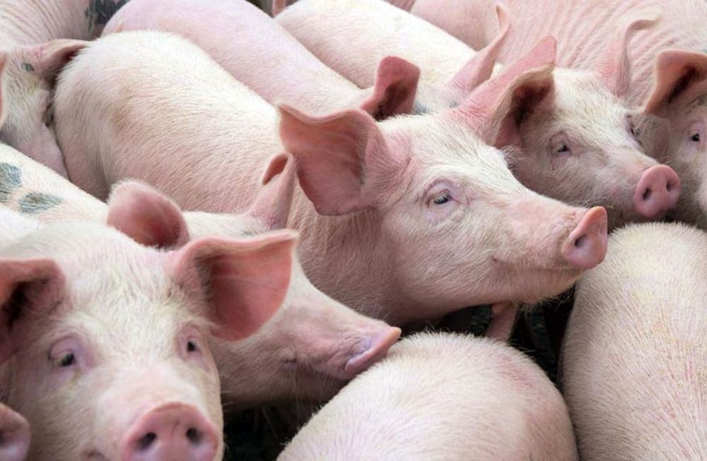 El Mercado Porcino en Mendoza: mejores precios y nuevas tendencias en ...