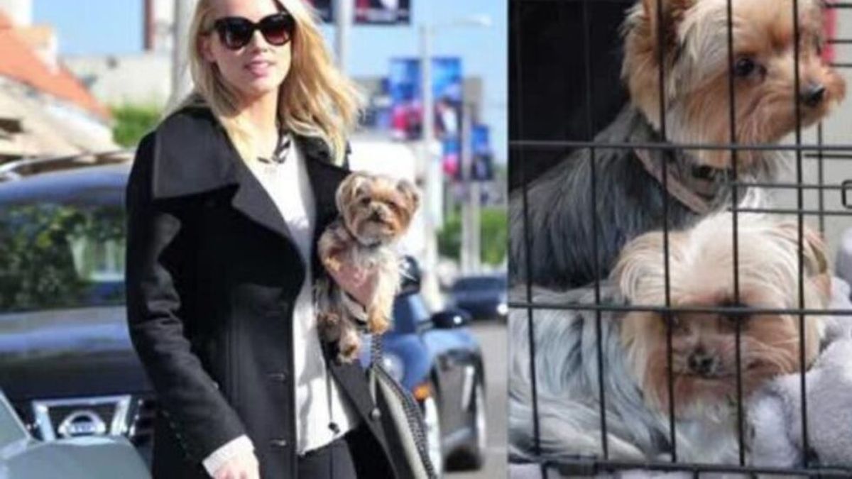 Amber Heard podría ir presa hasta 14 años por una causa de tráfico de ...