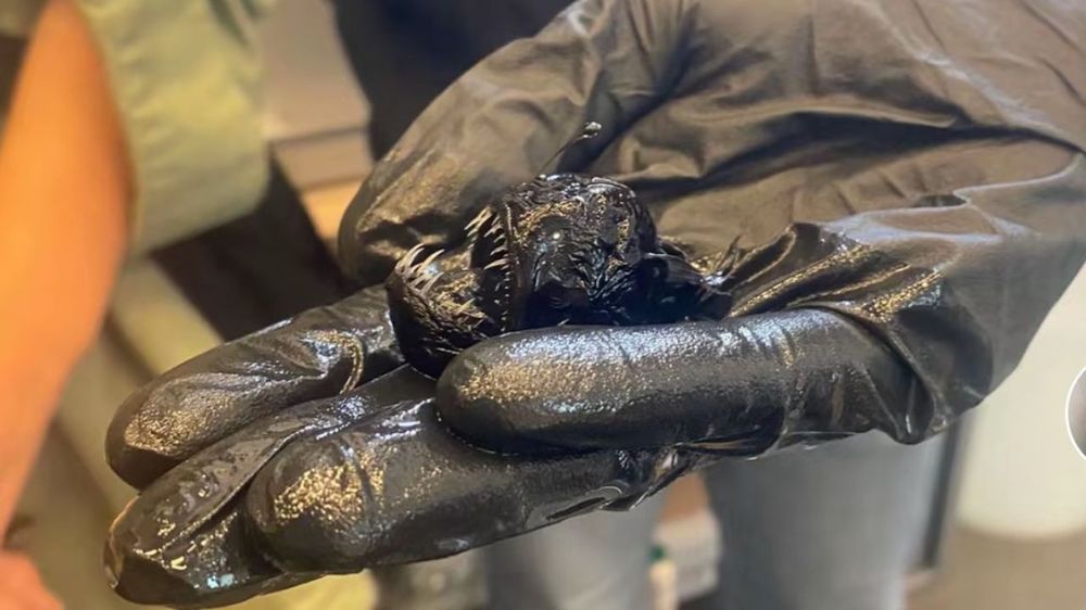 Insólito: revelaron el verdadero tamaño del pez Diablo Negro y ...