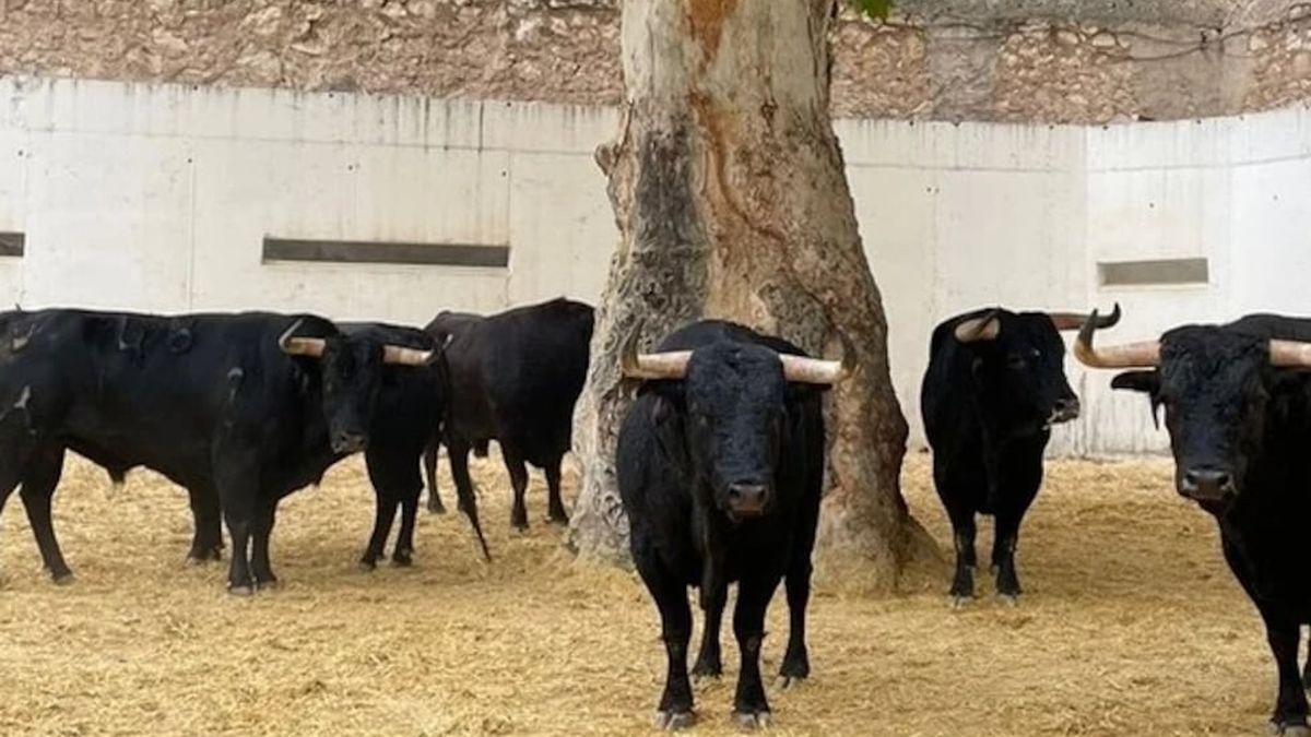 Un toro se hizo el muerto pero se levantó cuando el torero se acercó y ...
