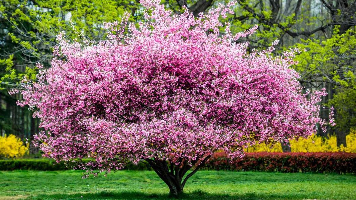 El árbol que no levanta el piso con su raíz: ofrece frutas en verano y ...