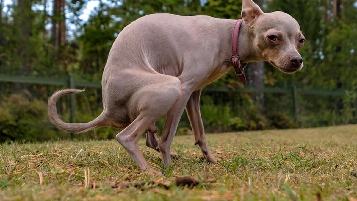 Cuáles son las 3 razas de perros que más popó hacen