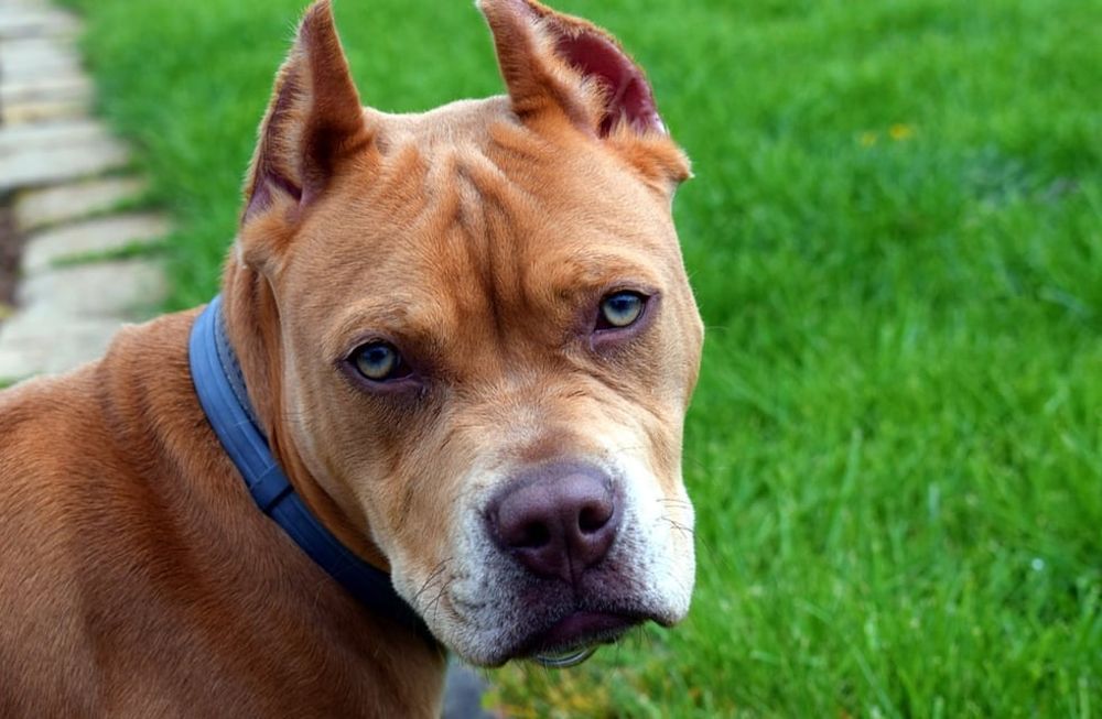 Por qué le cortan las orejas a algunas razas de perros, según la ciencia