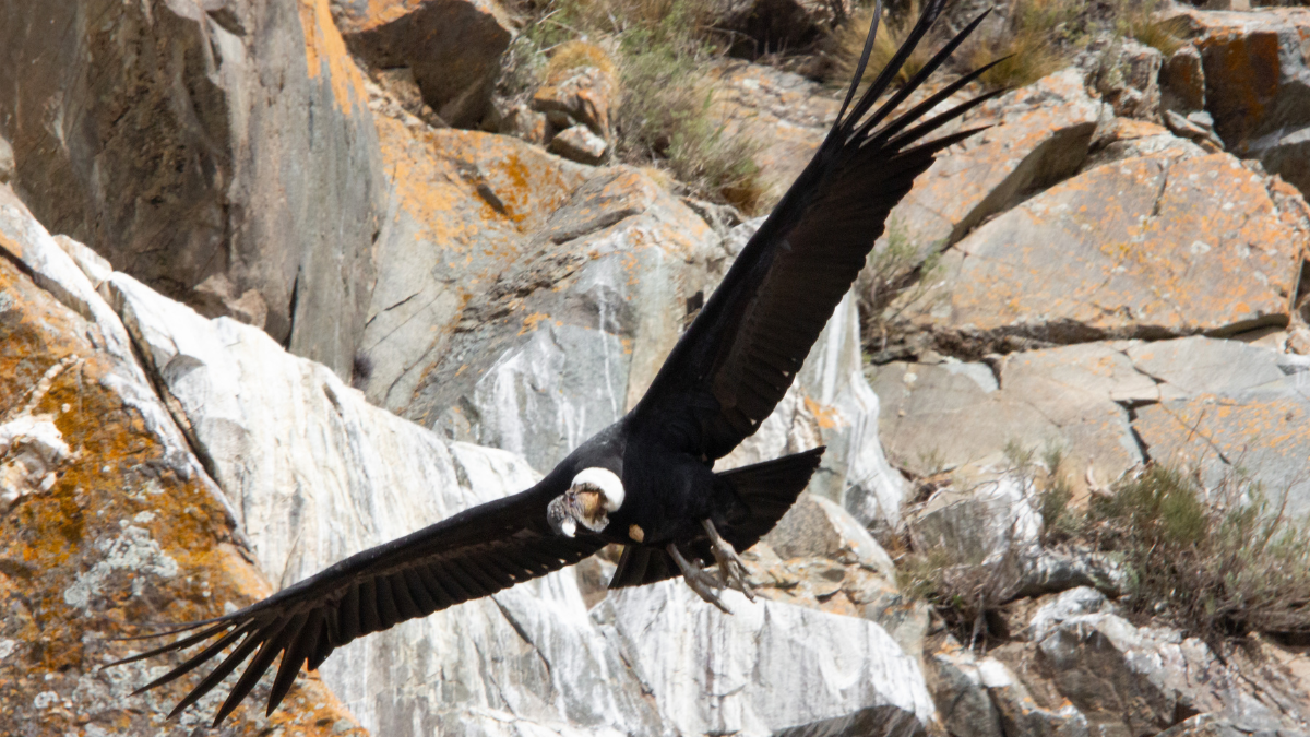 Sorprendente hallazgo de un nuevo nido de cóndores en Mendoza: fotos ...