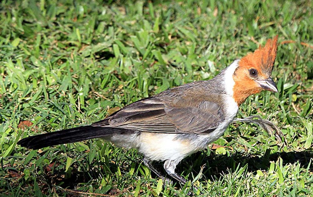 El pájaro cardenal copete rojo visitará el jardín de casa si junta dos ...