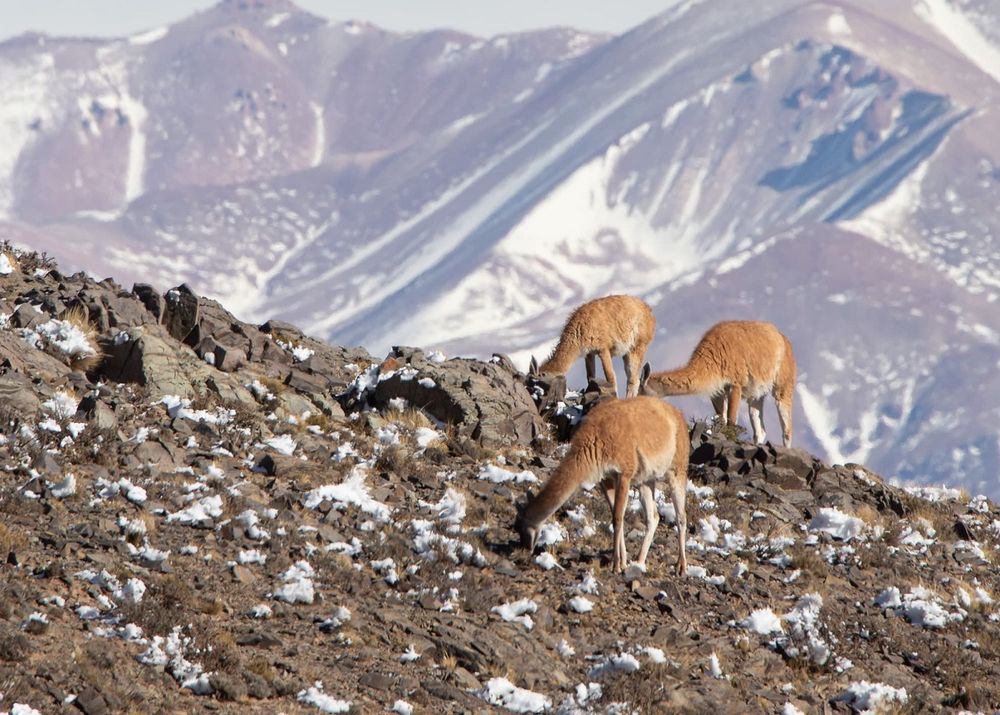 Impresionante: un video inédito revela la mayor migración de guanacos ...