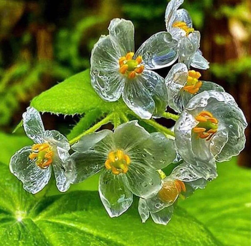 La flor transparente que desaparece con la lluvia y deja al descubierto ...
