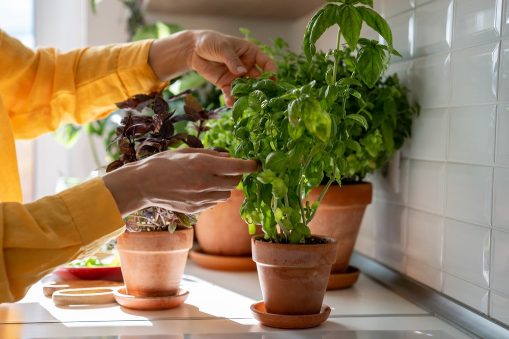 Dónde conviene plantar albahaca en verano para que crezca más frondosa ...