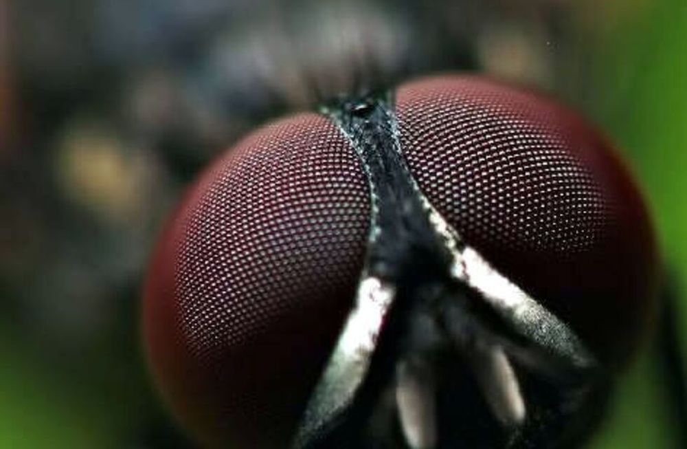 Cámara digital ofrece visión de insecto