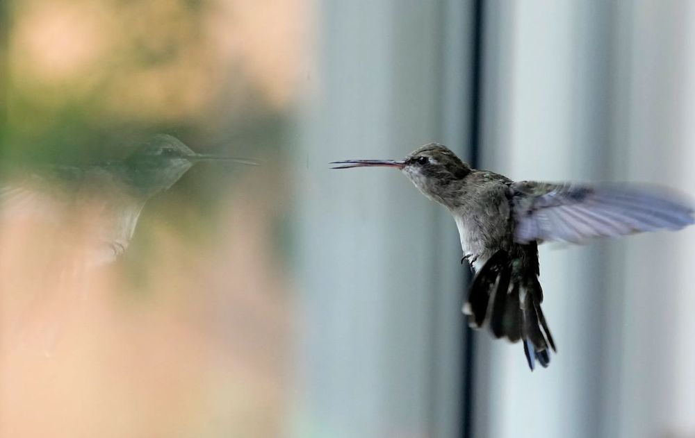 Qué significa ver un colibrí cerca de tu casa y por qué las culturas ...