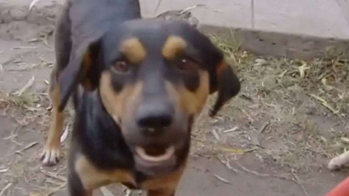 Chiquito, el perro mestizo que salvó a su dueño de un incendio y se ...