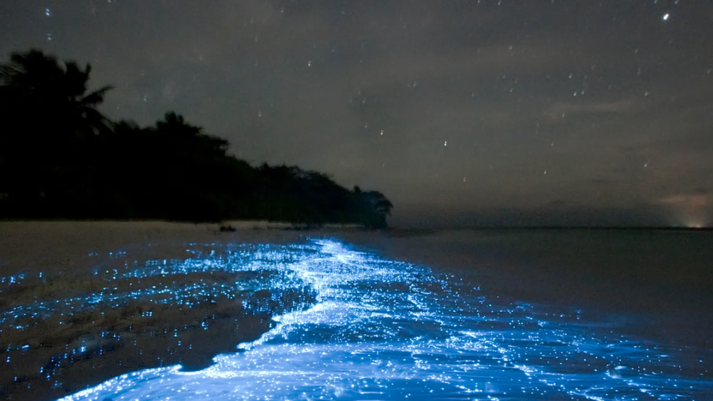 Noctilucas: el increíble fenómeno que ilumina el mar en verano y parece ...