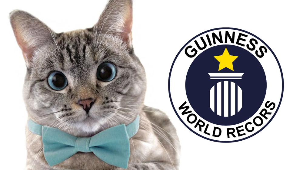 De un refugio a la gloria: Nala, la gata que factura 100 millones de ...