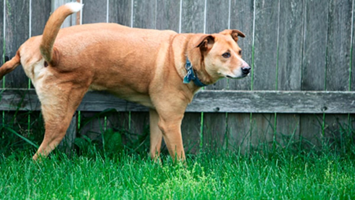 Los 3 trucos infalibles para que tu perro haga pis donde vos quieras