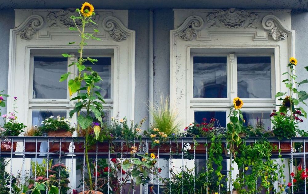 7 plantas aromáticas y comestibles que pueden cultivarse en un balcón ...