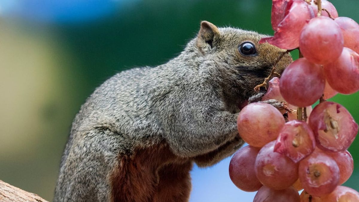 Las 9 especies exóticas invasoras presentes en Mendoza y consideradas ...