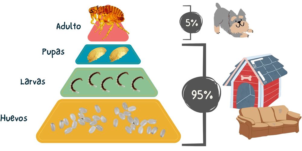 Pulgas y garrapatas. ¿por qué hay que mantener a nuestros animales ...