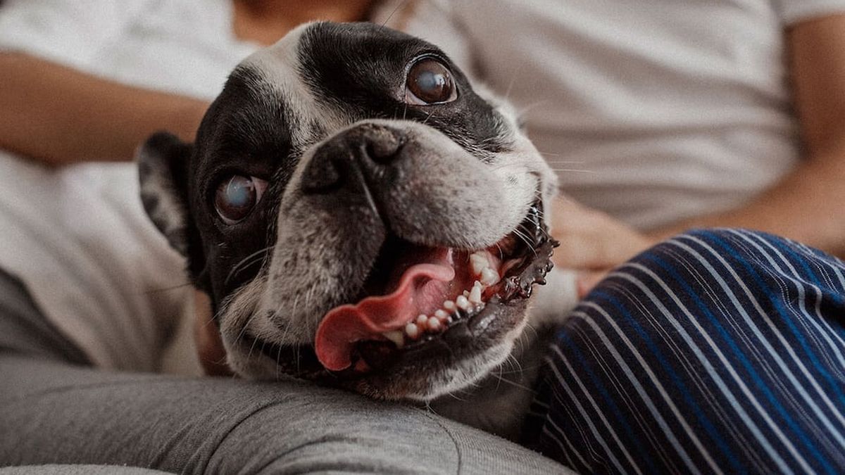 Cuáles son las 3 razas de perros más torpes