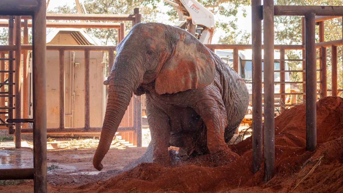 La elefanta Kenya llegó al Santuario de Brasil tras 5 días de viaje ...
