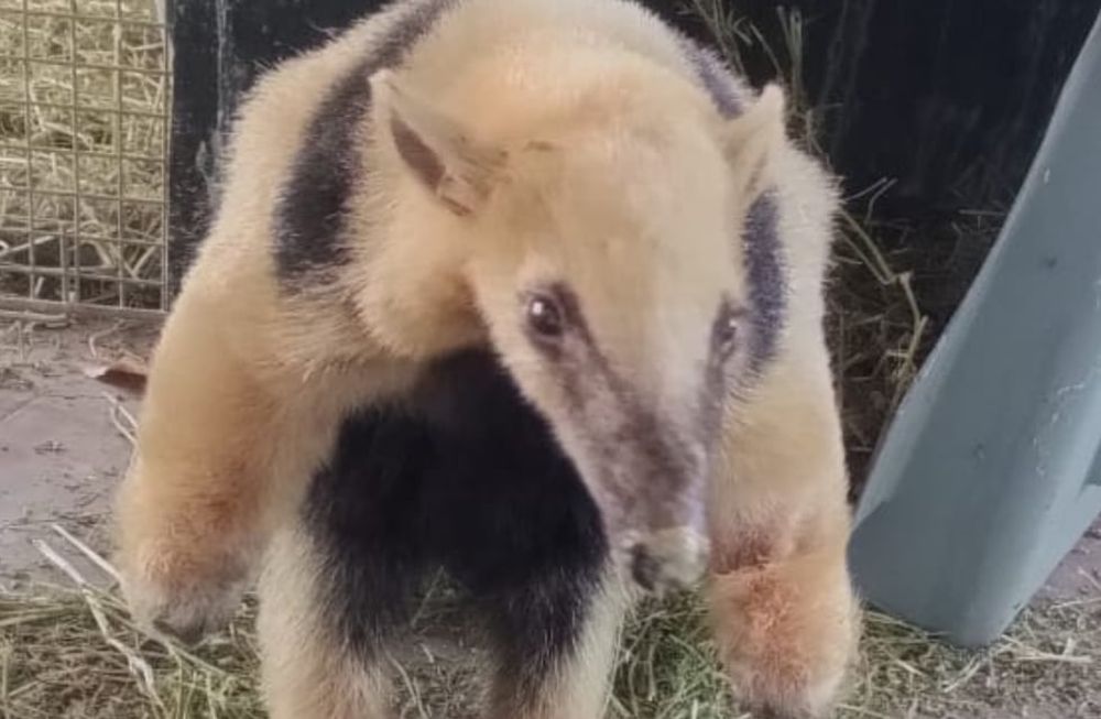 El oso melero rescatado en el campo mendocino será derivado a un centro ...