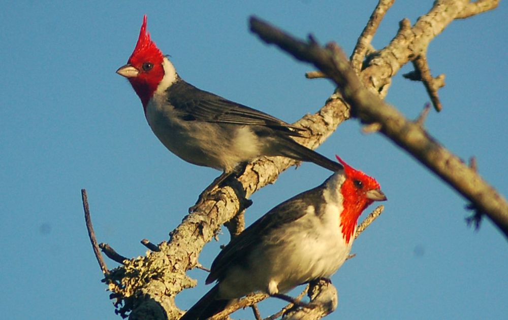 El pájaro cardenal copete rojo visitará el jardín de casa si junta dos ...