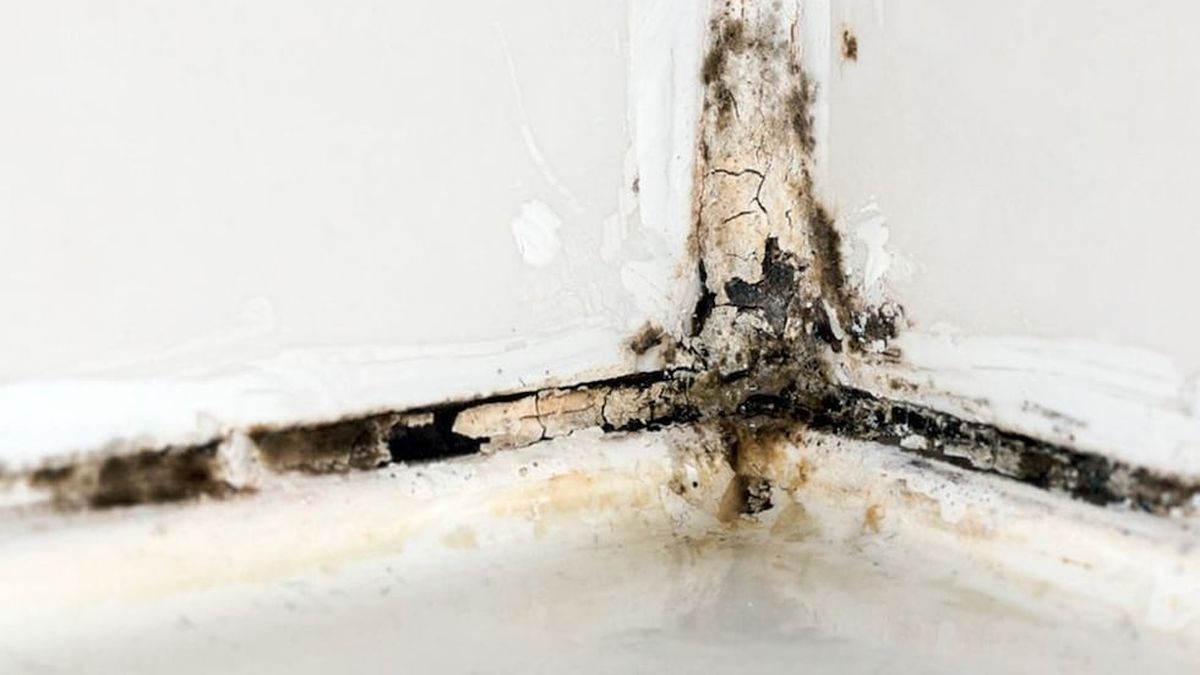Cómo limpiar el moho de tu baño con pocos ingredientes y sin gastar dinero