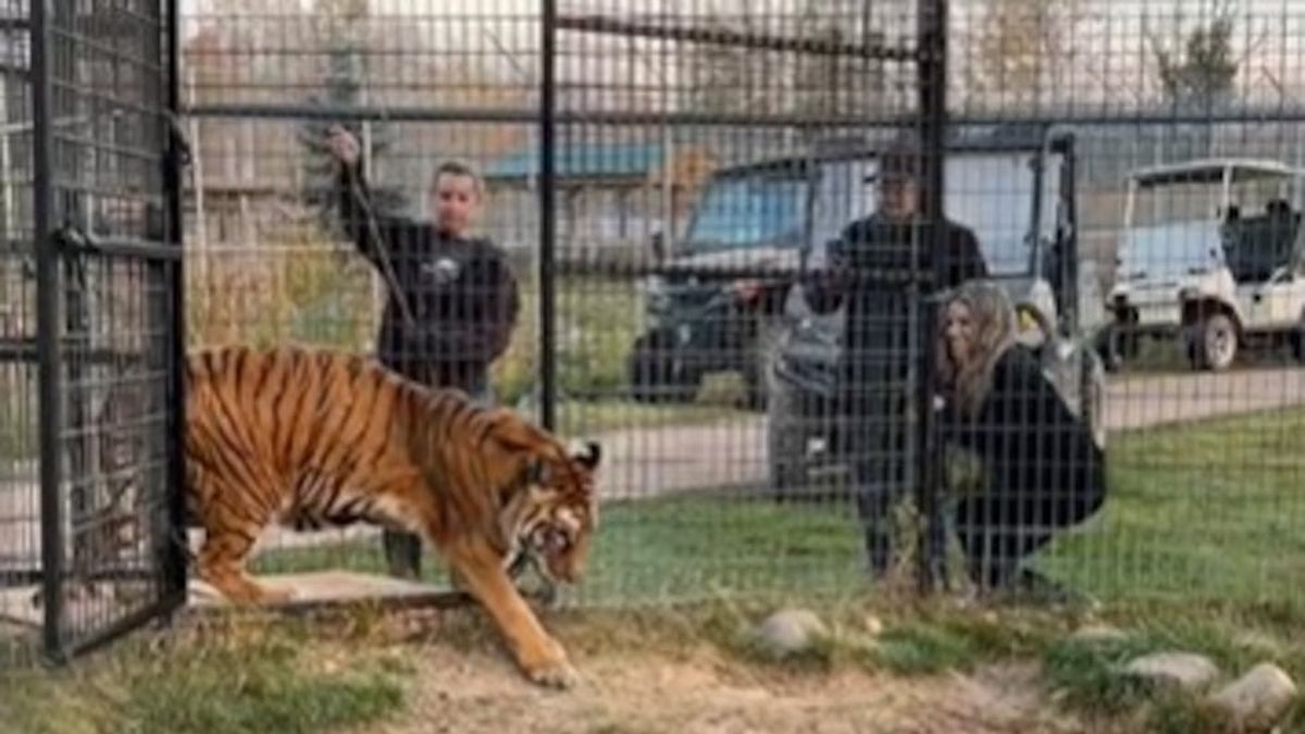 La tigresa Lucy ya está en el santuario natural en EEUU: los emotivos ...