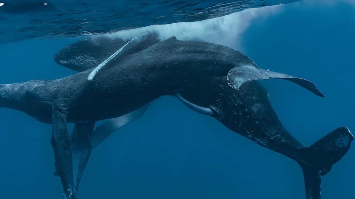 Por primera vez científicos observaron comportamiento sexual entre dos ballenas jorobadas machos