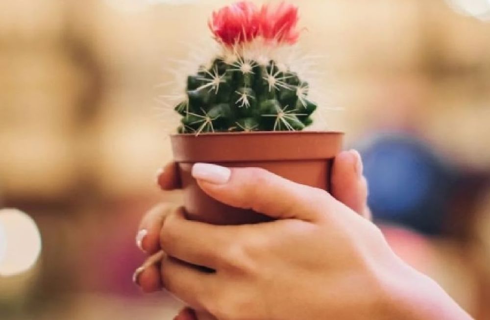 Qué significado tiene que te regalen un cactus y cuanto influye en tu ...