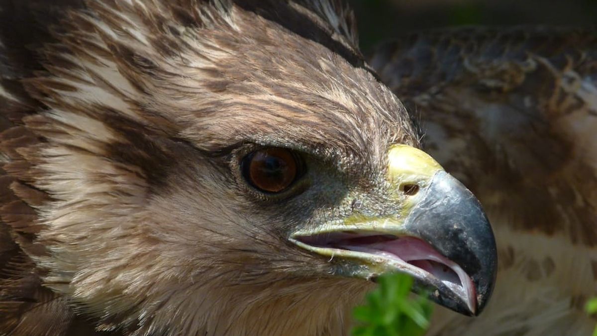 Un perro encontró a un animal moribundo y descubrieron que se trataba ...