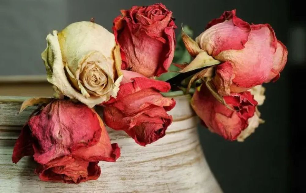 Con estos 2 ingredientes naturales podrás evitar que las flores se ...
