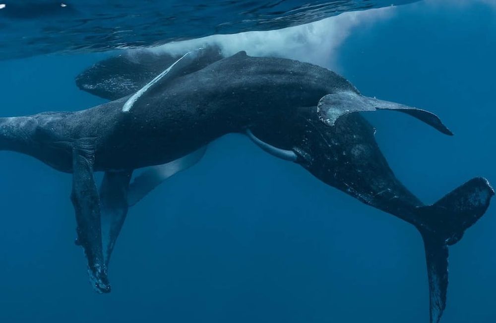 Por primera vez científicos observaron comportamiento sexual entre dos ...