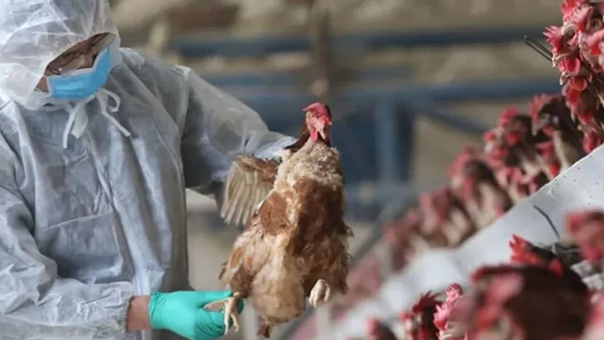La OMS confirmó la primera muerte por gripe aviar en el mundo: qué se ...