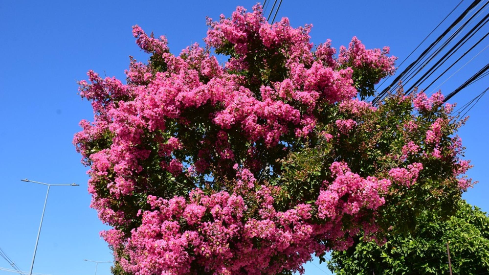 El árbol perfecto para patios chicos: da sombra rápida, no rompe ...